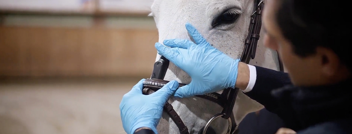 2023 Dressage Rules and Tests Update | Equestrian Australia