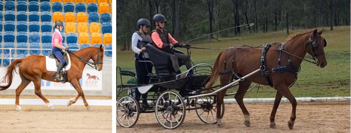 Eventing Dressage Tests | Equestrian Australia