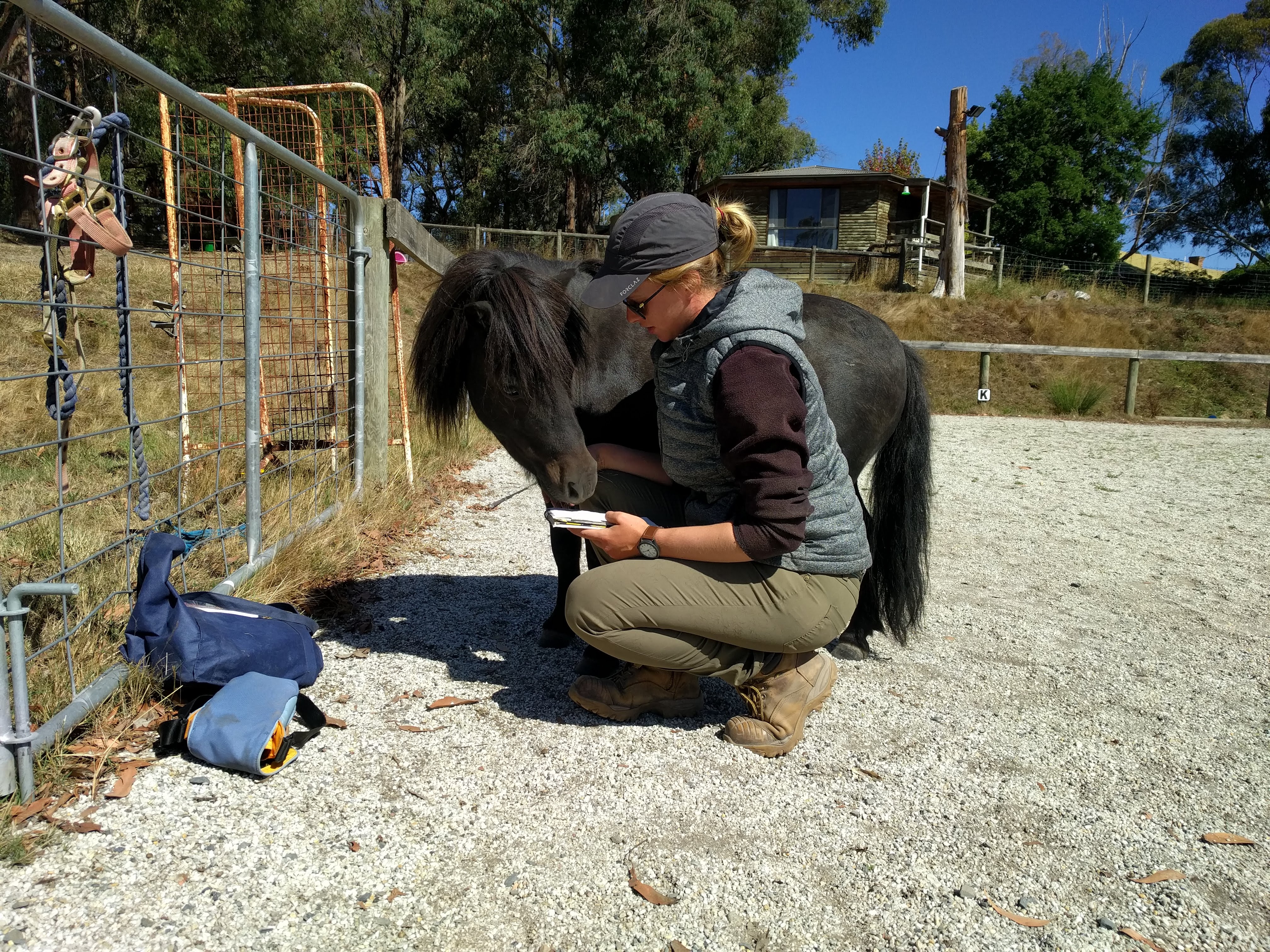 Making Equine Bodywork Work Better for Your Horse | Equestrian Australia