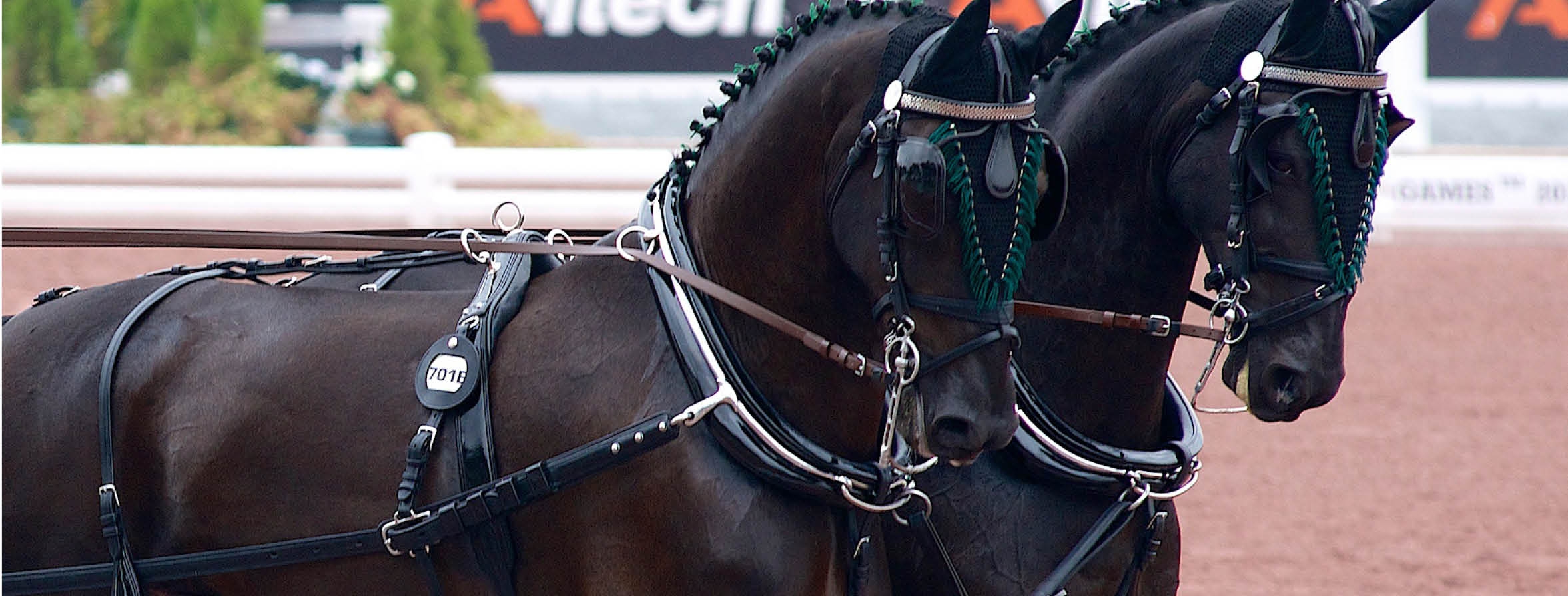 Driving Rules & Regulations | Equestrian Australia