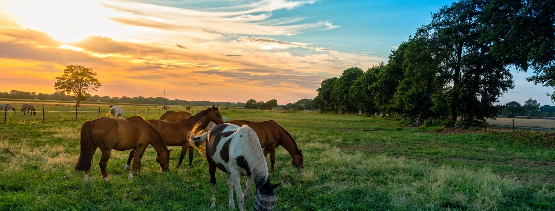 Property Identification Code (PIC) - what you need to know | Equestrian ...